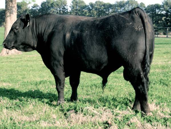 Ravan Angus